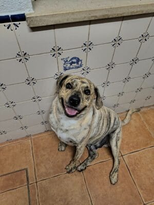 (Mini-Review) Motorola RAZR 50: Finalmente de volta! | Leak